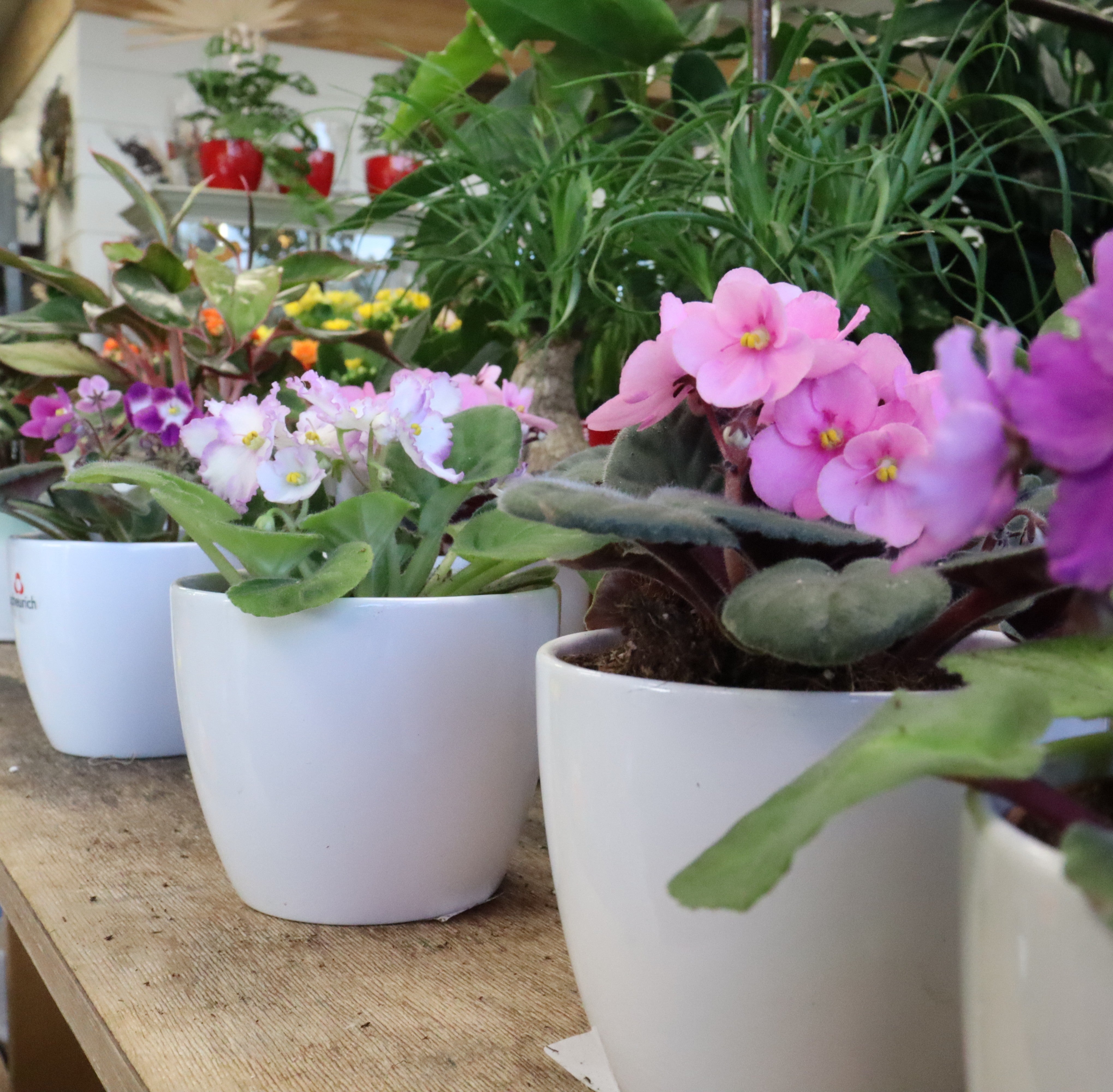 New Plants – Wild Willy's Plants and Flowers