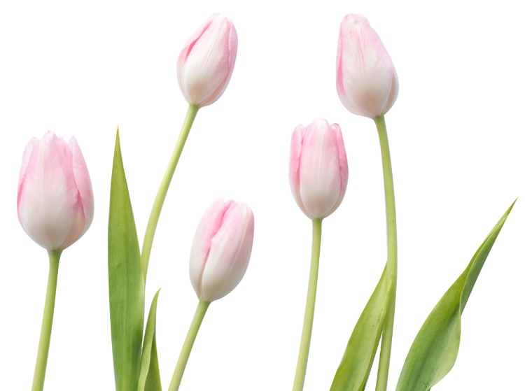 Wild Willy's Plants and Flowers - Home