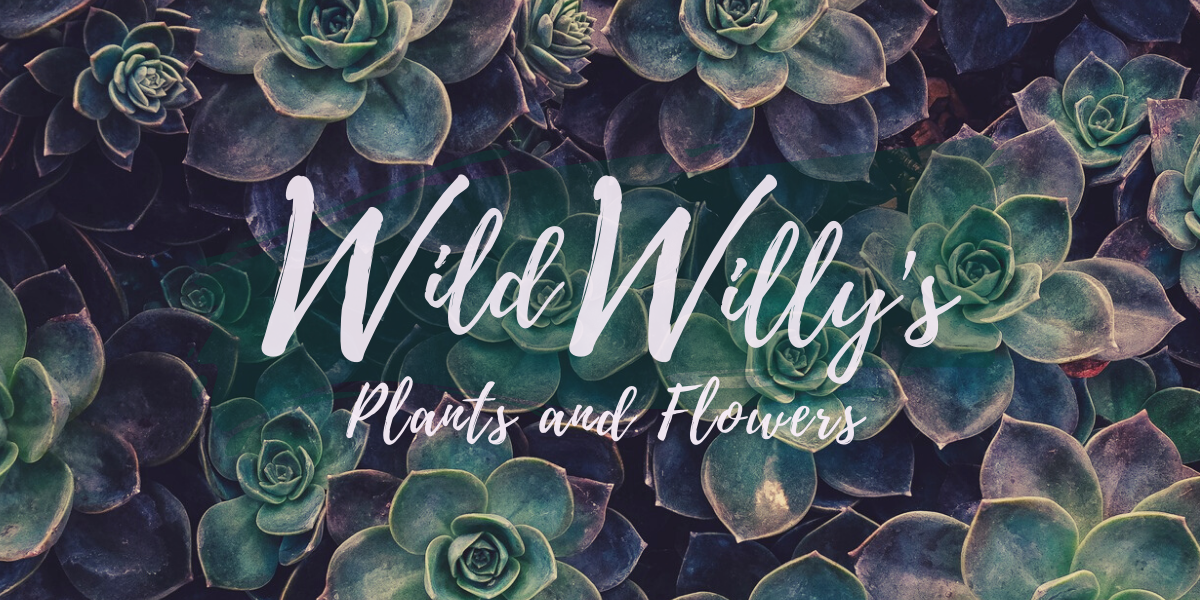 Workshops and Classes – Wild Willy's Plants and Flowers