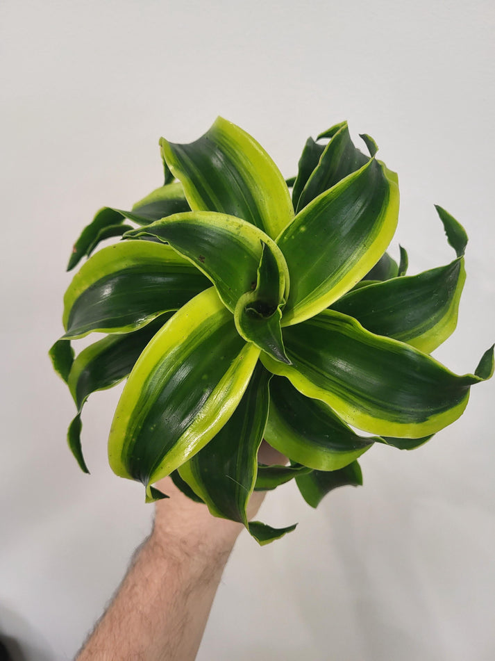 Dracaena fragrans 'Tornado' - Tornado Dragon Tree – Wild Willy's Plants ...