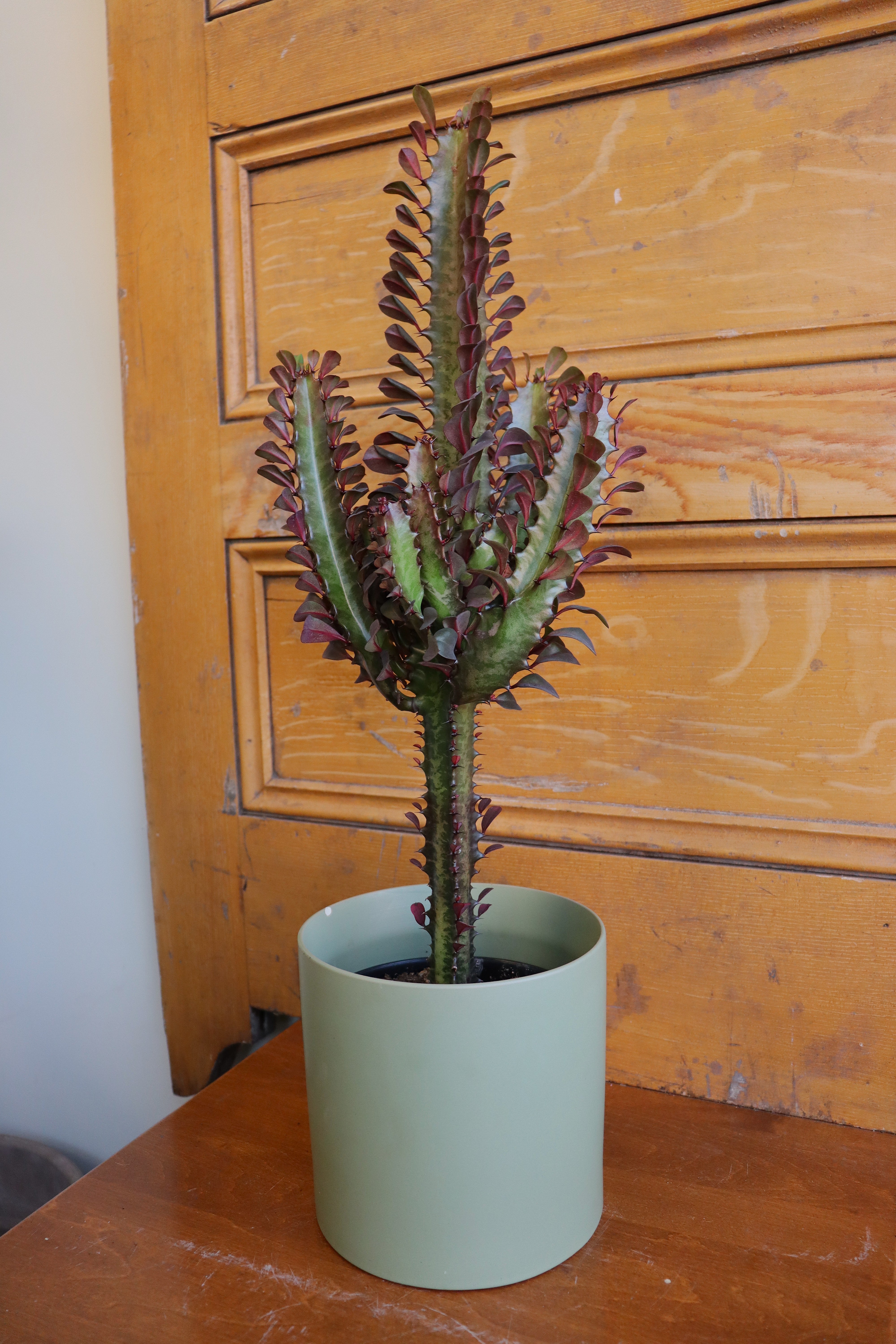 Euphorbia Trigona Rubra - "Milky Cactus" – Wild Willy's Plants and Flowers