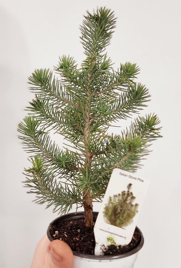 Pinus pinea - Italian Stone Pine – Wild Willy's Plants and Flowers